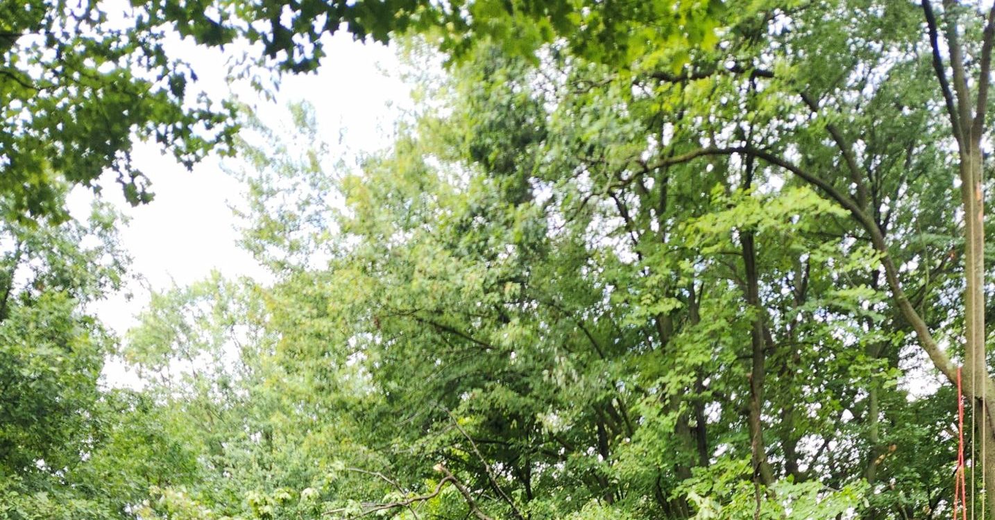 Fastest Growing Trees That Thrive in Michigan’s Climate